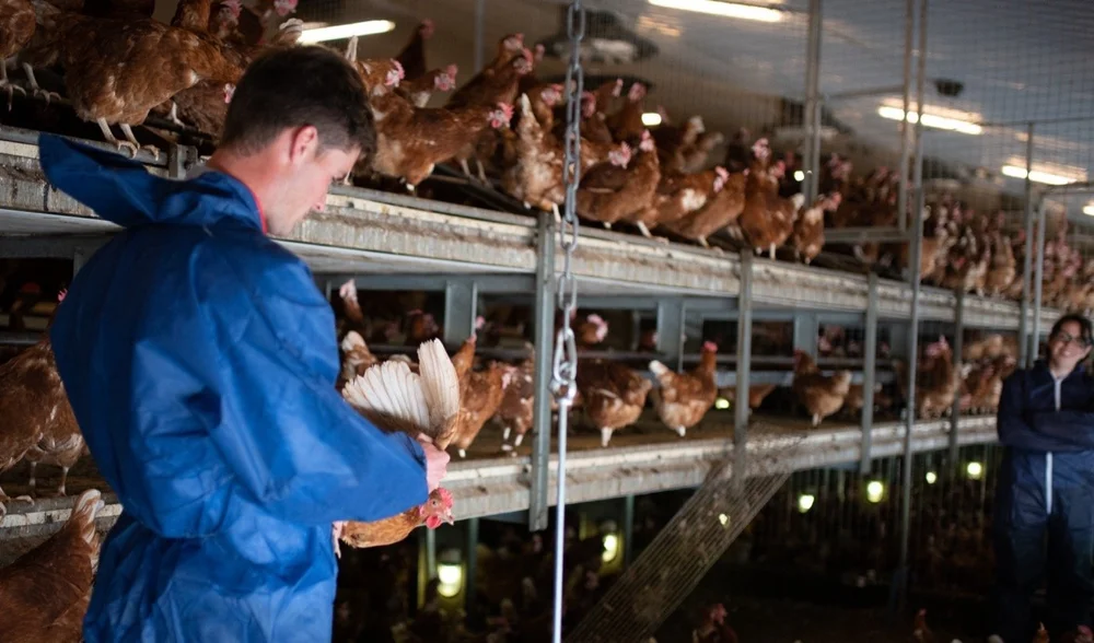 Point of Lay Pullet Supplier | Wynnstay Humphrey Feeds & Pullets ...
