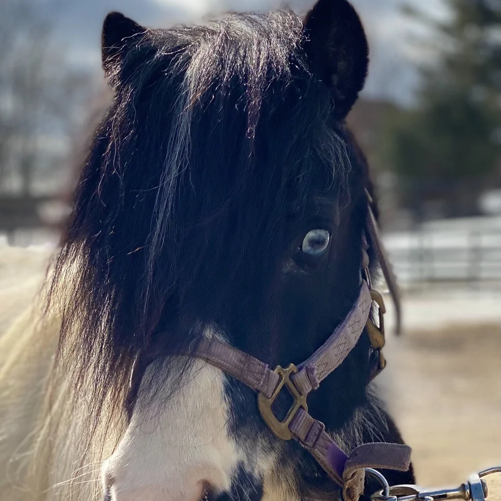 Checkers — UpReach Therapeutic Equestrian Center, Inc.