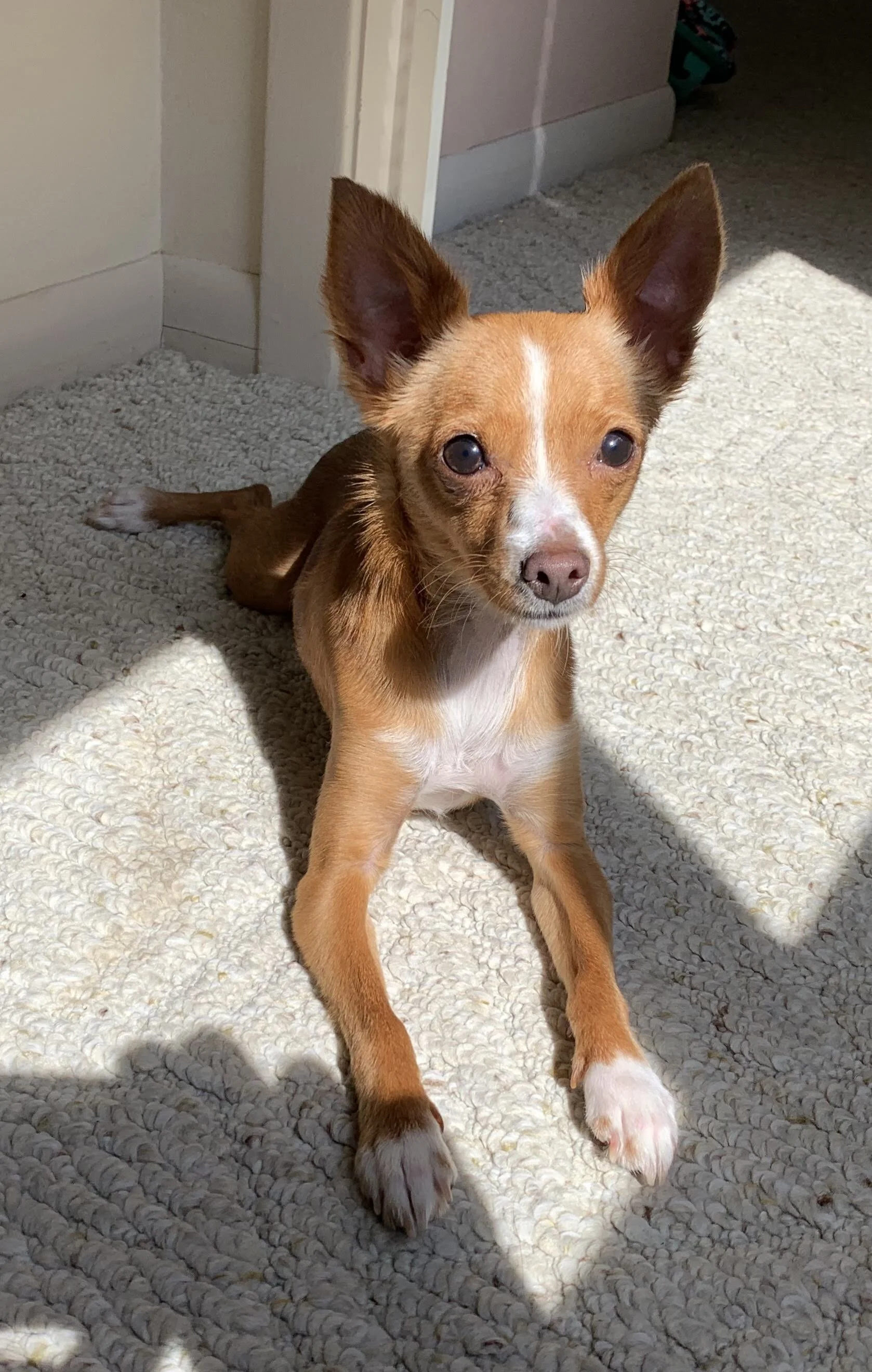 Design considerations for Mt. Pleasant Animal Shelter — Brevard ...