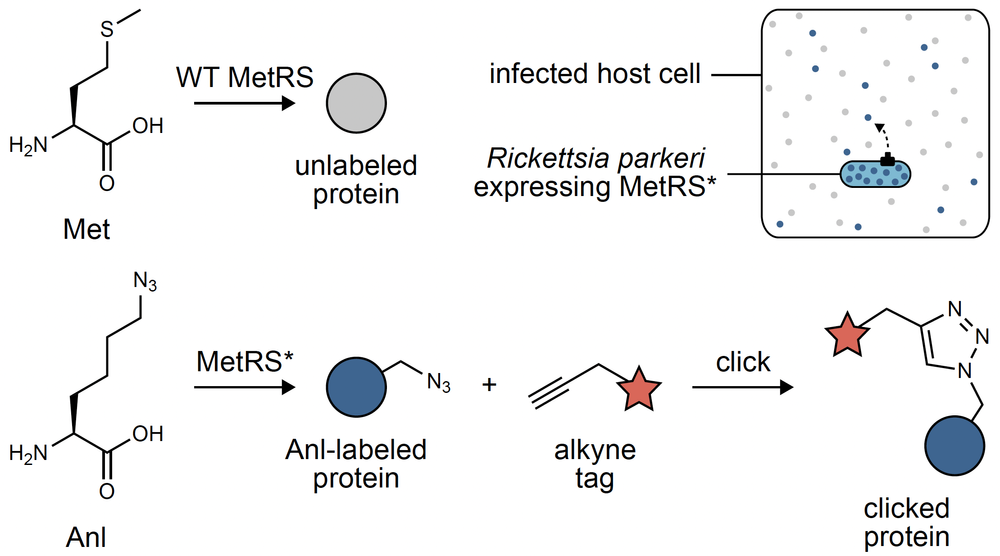 Welcome — Lamason Lab