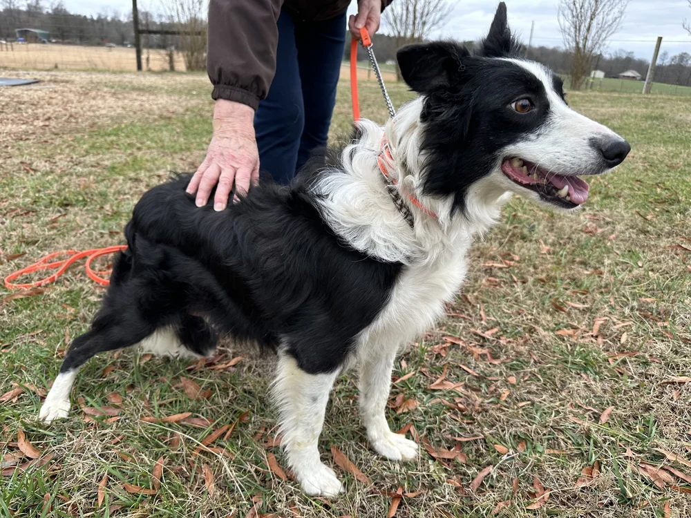Our Border Collie Females — TN Border Collies
