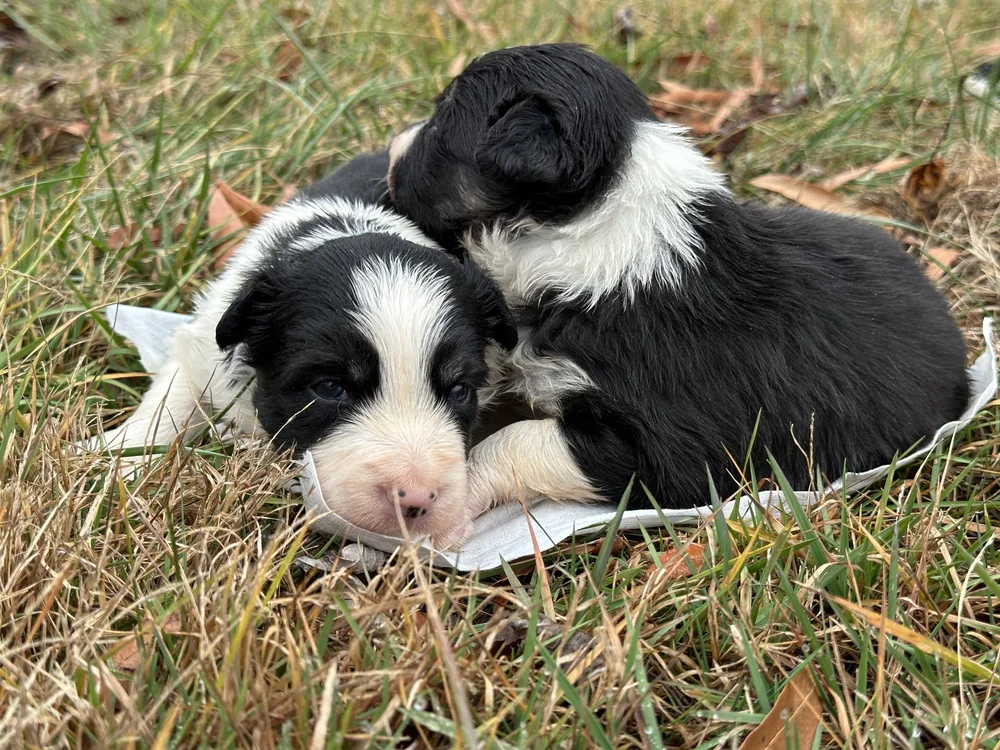 Our Border Collie Puppies — TN Border Collies