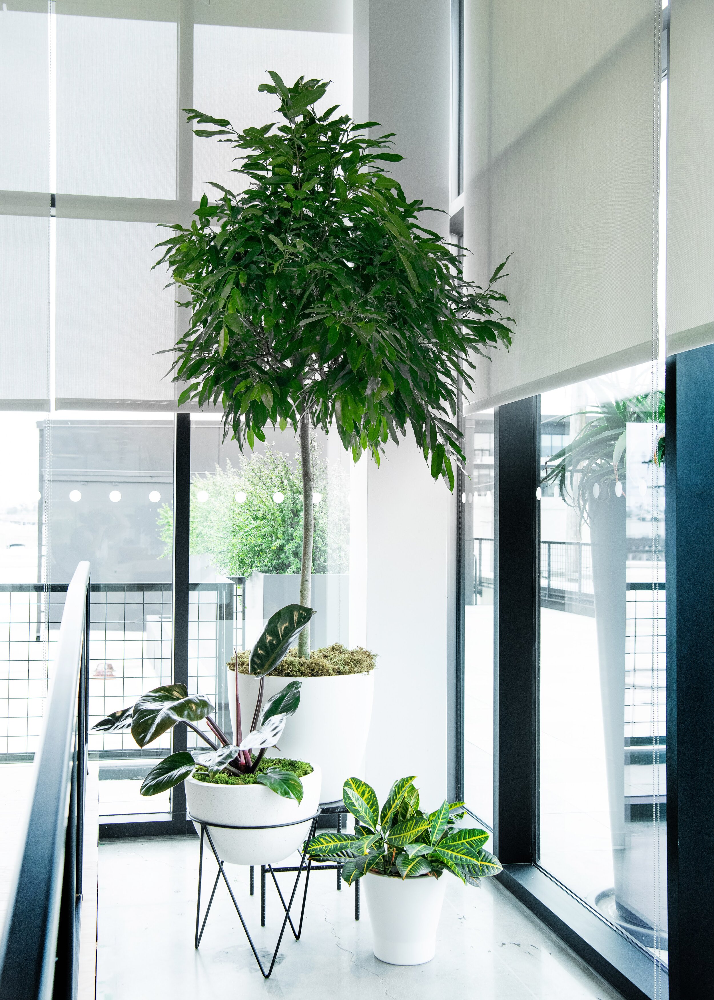 Lush Plants — Lush Elements