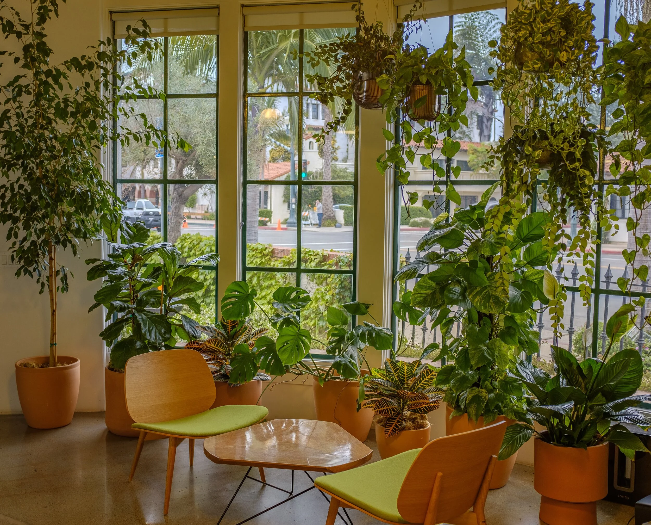 Lush Plants — Lush Elements