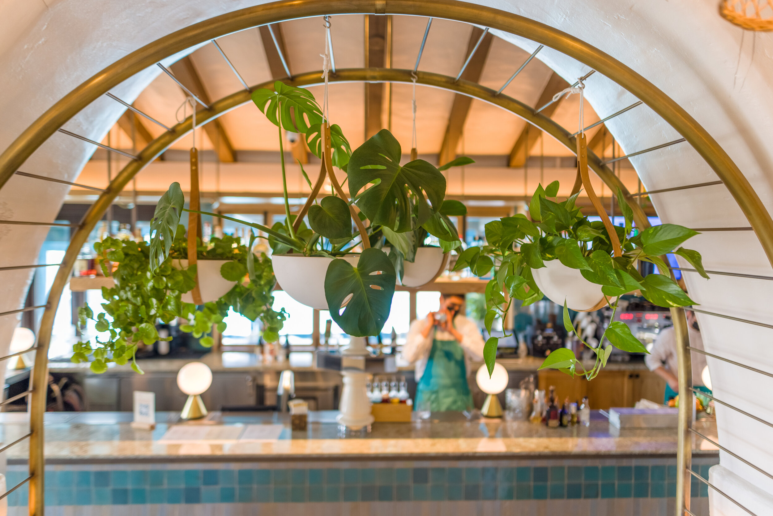 Lush Plants — Lush Elements