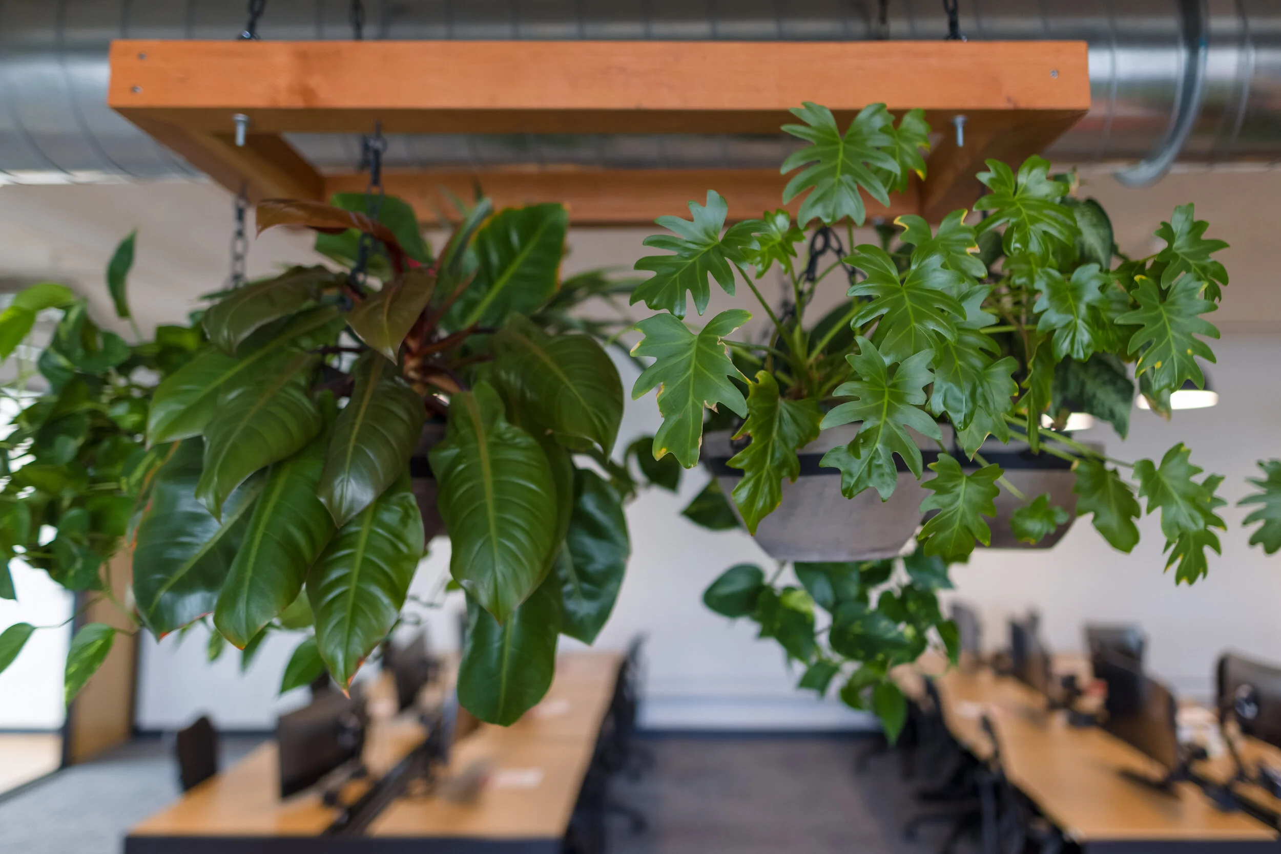 Lush Plants — Lush Elements