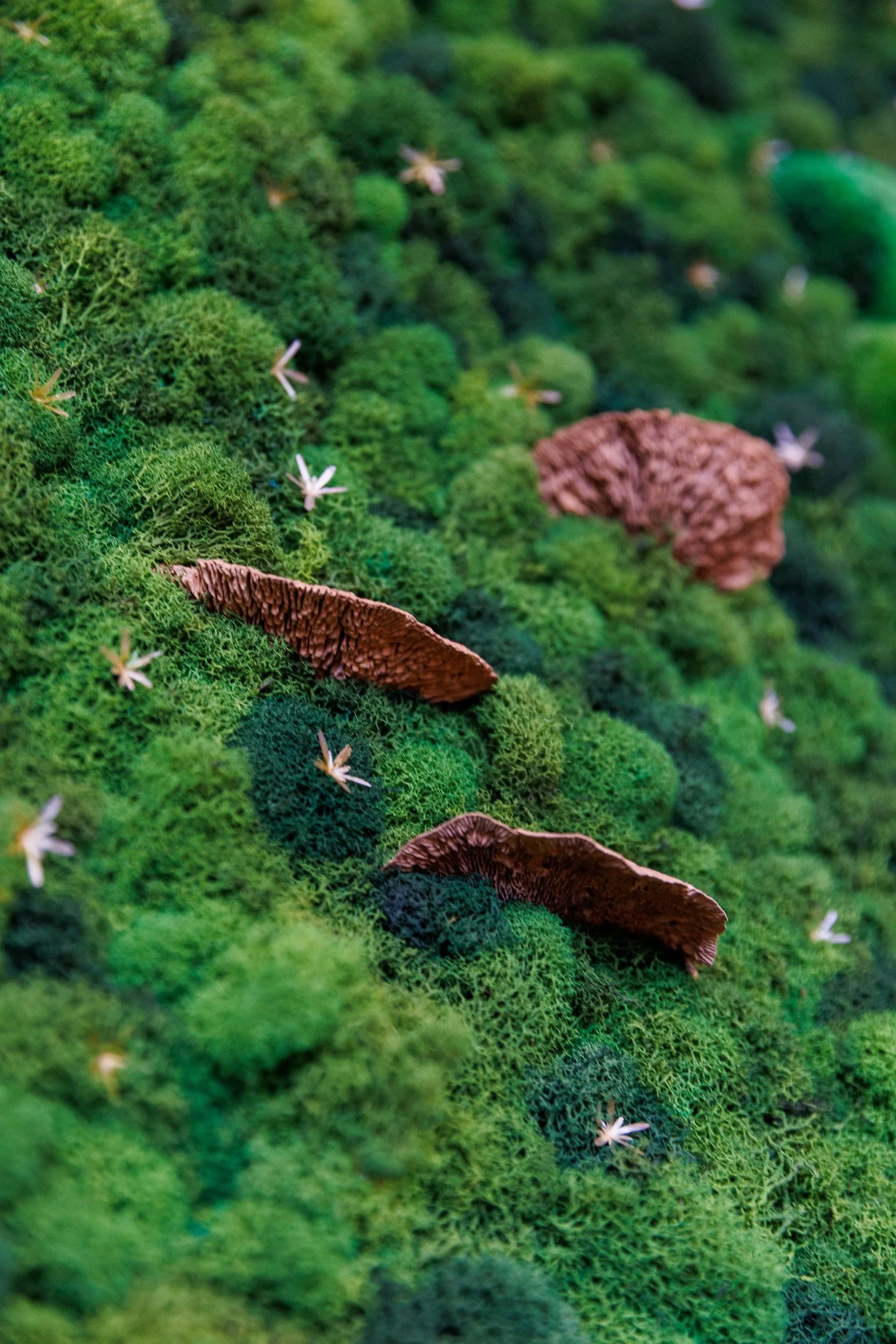 Lush Walls — Lush Elements