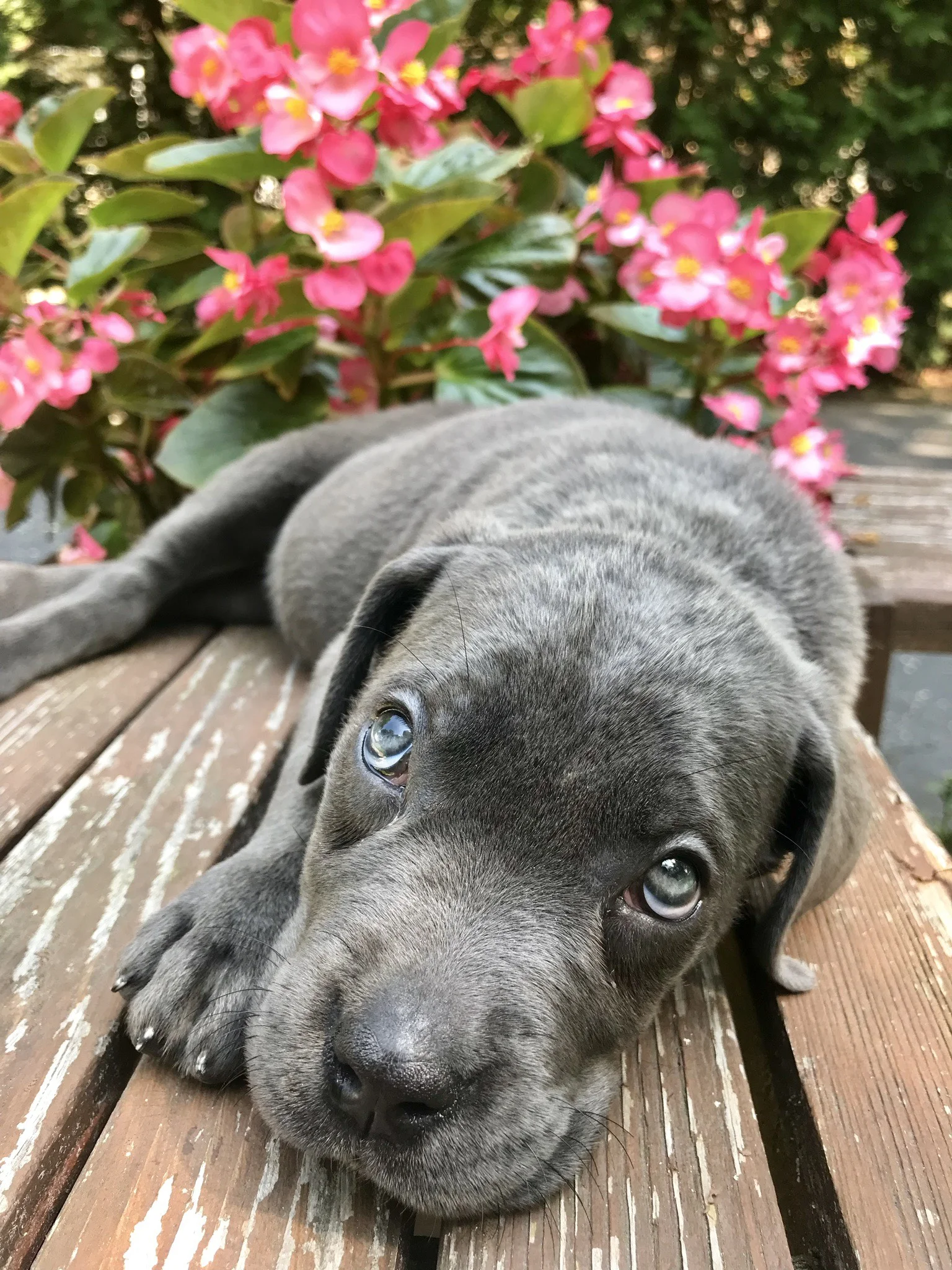 Testimonials — Manganiello Cane Corso