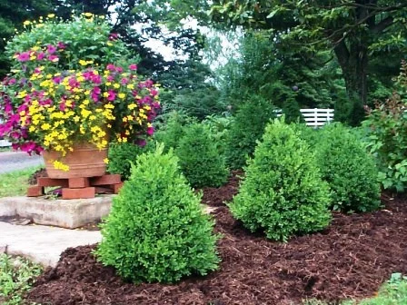 Green Mountain Boxwood — Beebe Landscape Design