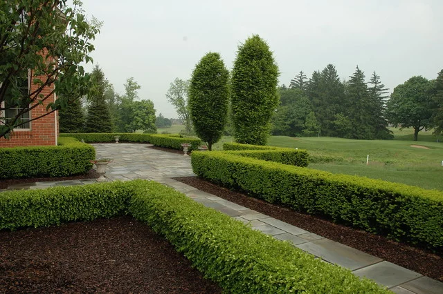Green Mountain Boxwood — Beebe Landscape Design