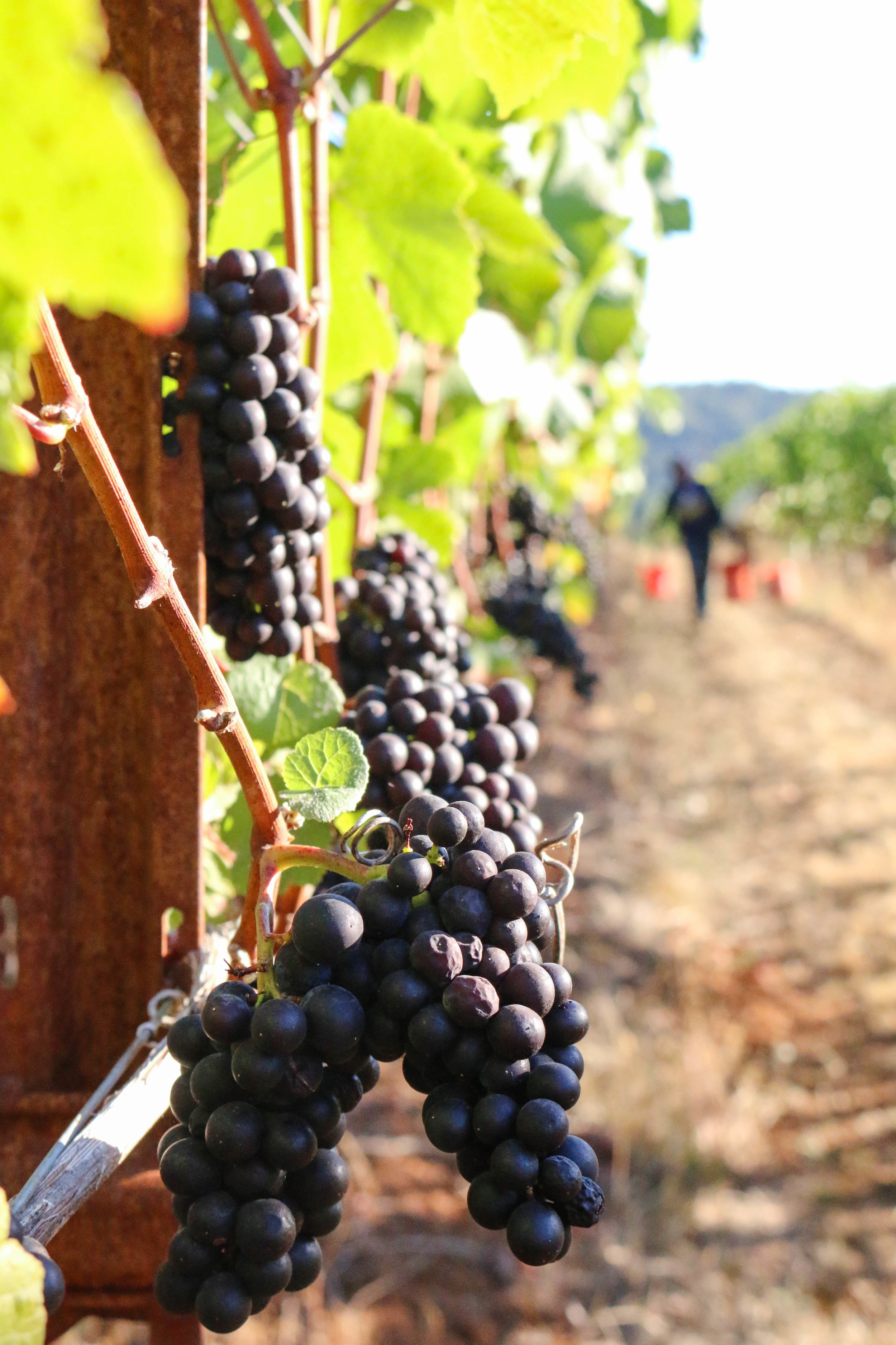 Photo Tour — Broadley Vineyards