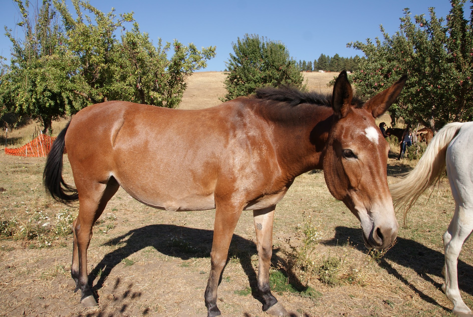 Companion/Sponsor — Orphan Acres Inc.