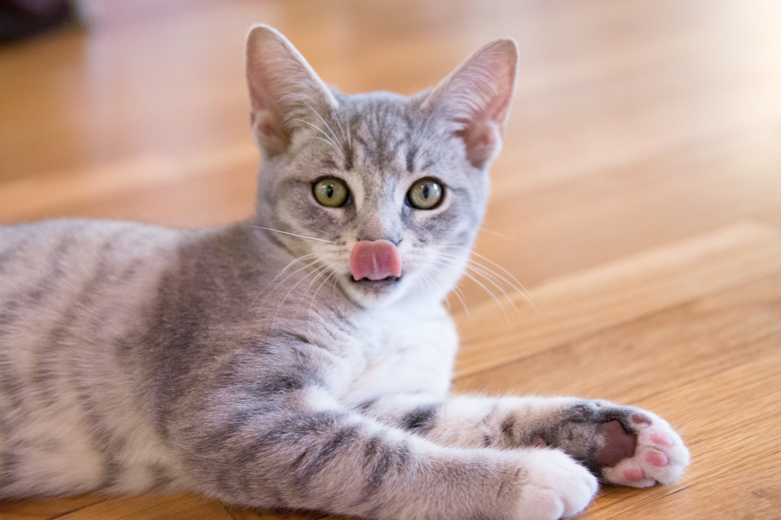 Crooked Tail Cat Cafe