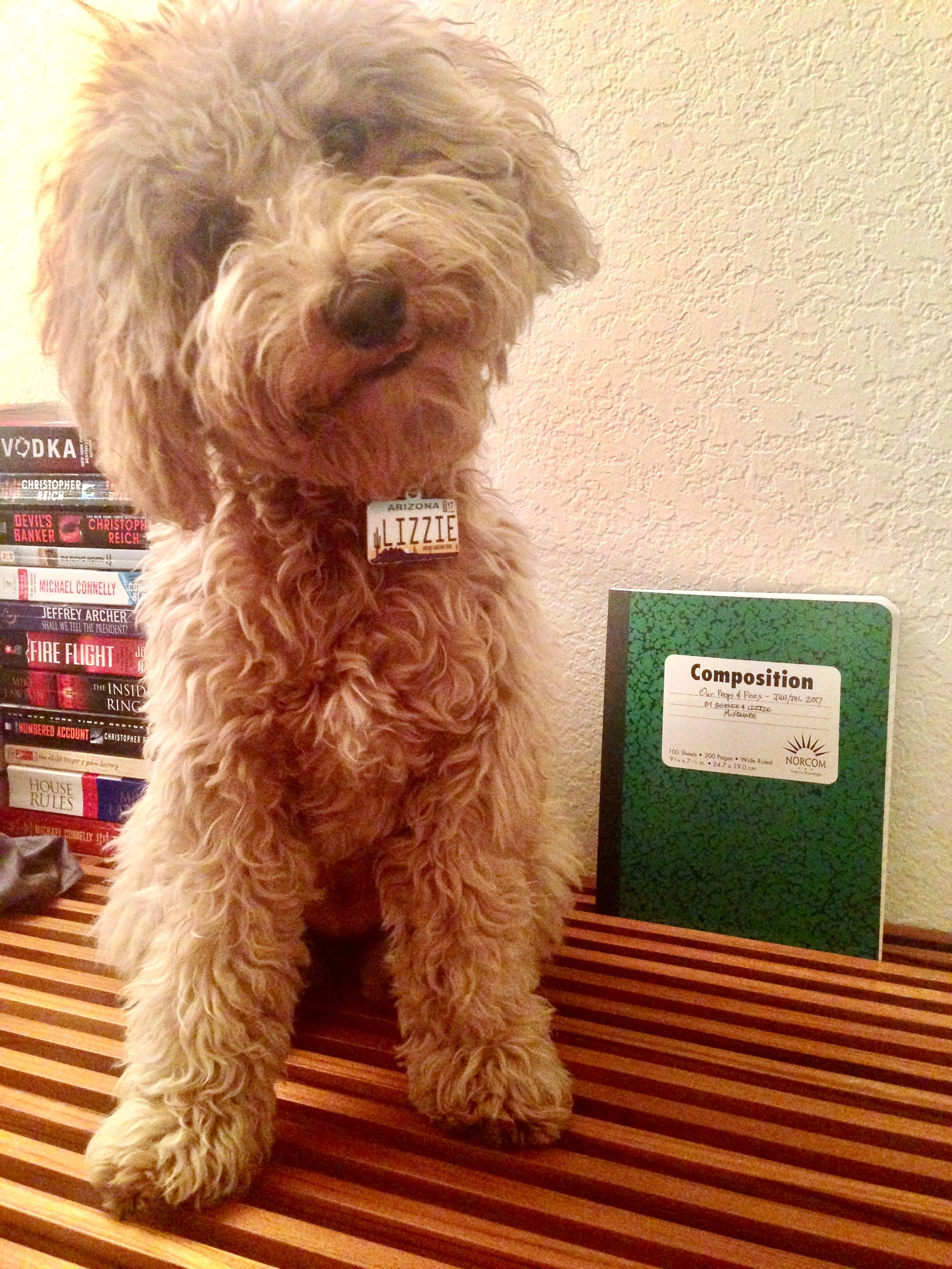 Communicating More Effectively With Your Veterinarian McSquare Doodles