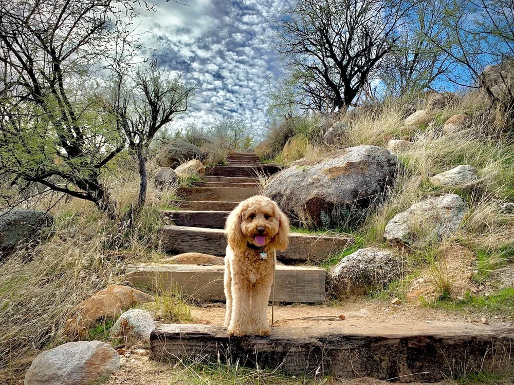 Are Dogs Allowed At Catalina State Park
