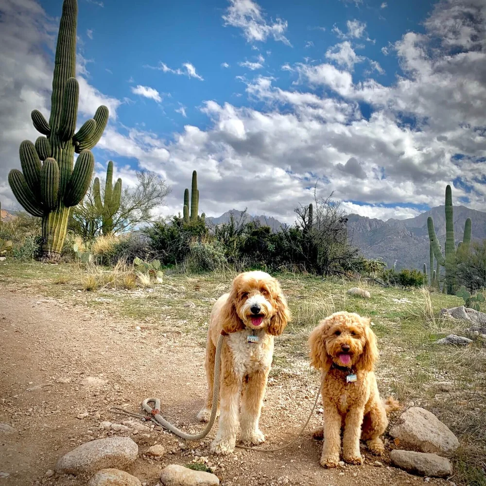 Are Dogs Allowed At Catalina State Park