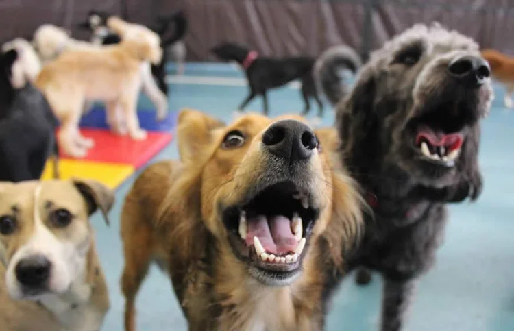 Doggy Daycare — Jollytails Inc