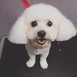 Grooming Salon — Jollytails Inc