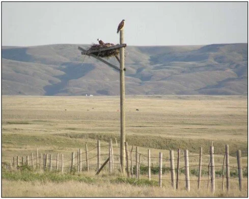 Ferruginous Hawk Nesting Structures — Manitoba Beef & Forage Initiatives