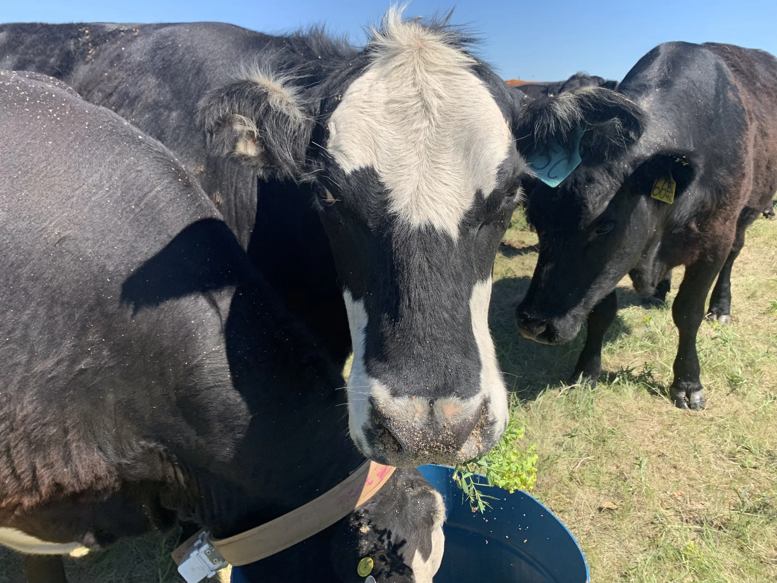 Leafy Spurge Control — Manitoba Beef & Forage Initiatives