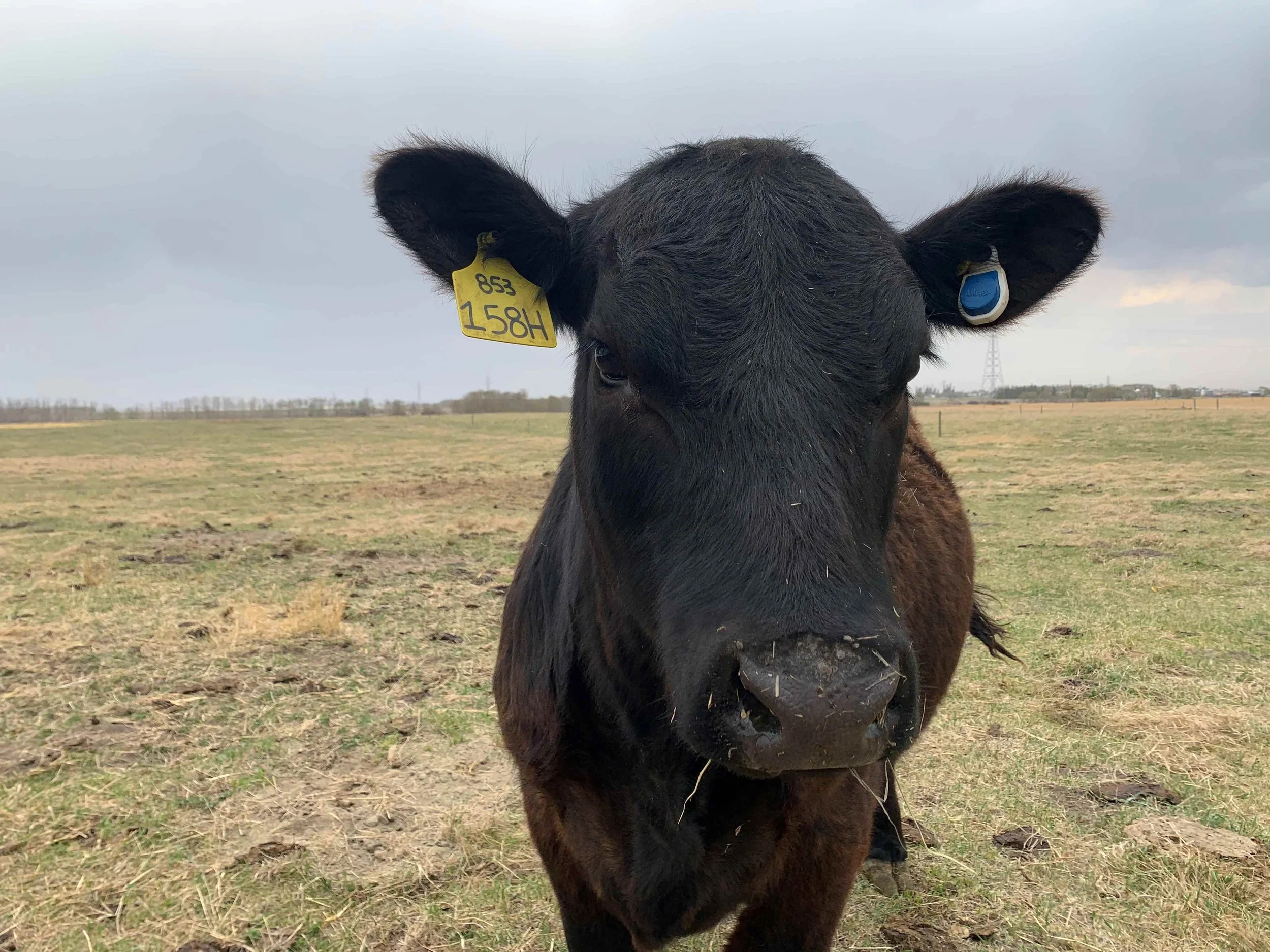 SenseHub Beef — Manitoba Beef & Forage Initiatives