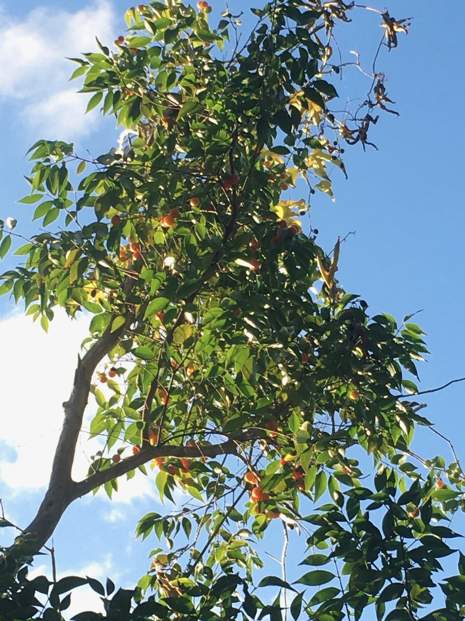 Guavaberry Season Has Finally Come! | St John Ultimate Villas