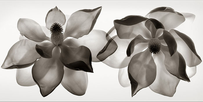 Mark Jenkins Prints and Biography — Warnock Fine Arts