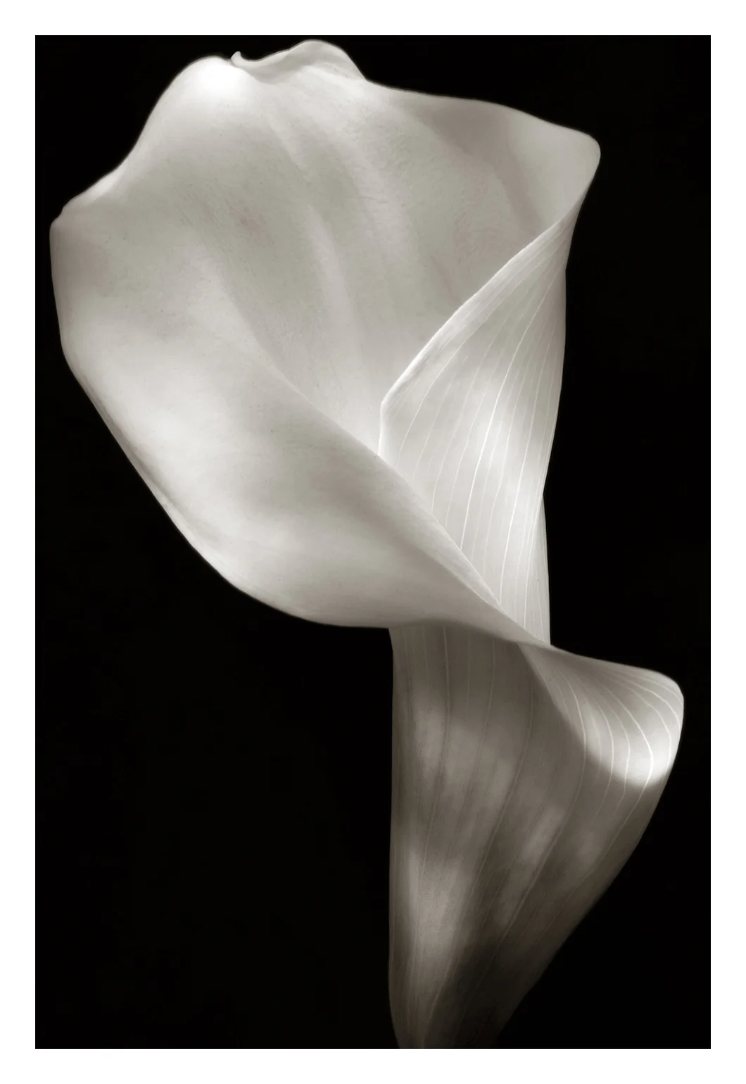 Mark Jenkins Prints and Biography — Warnock Fine Arts