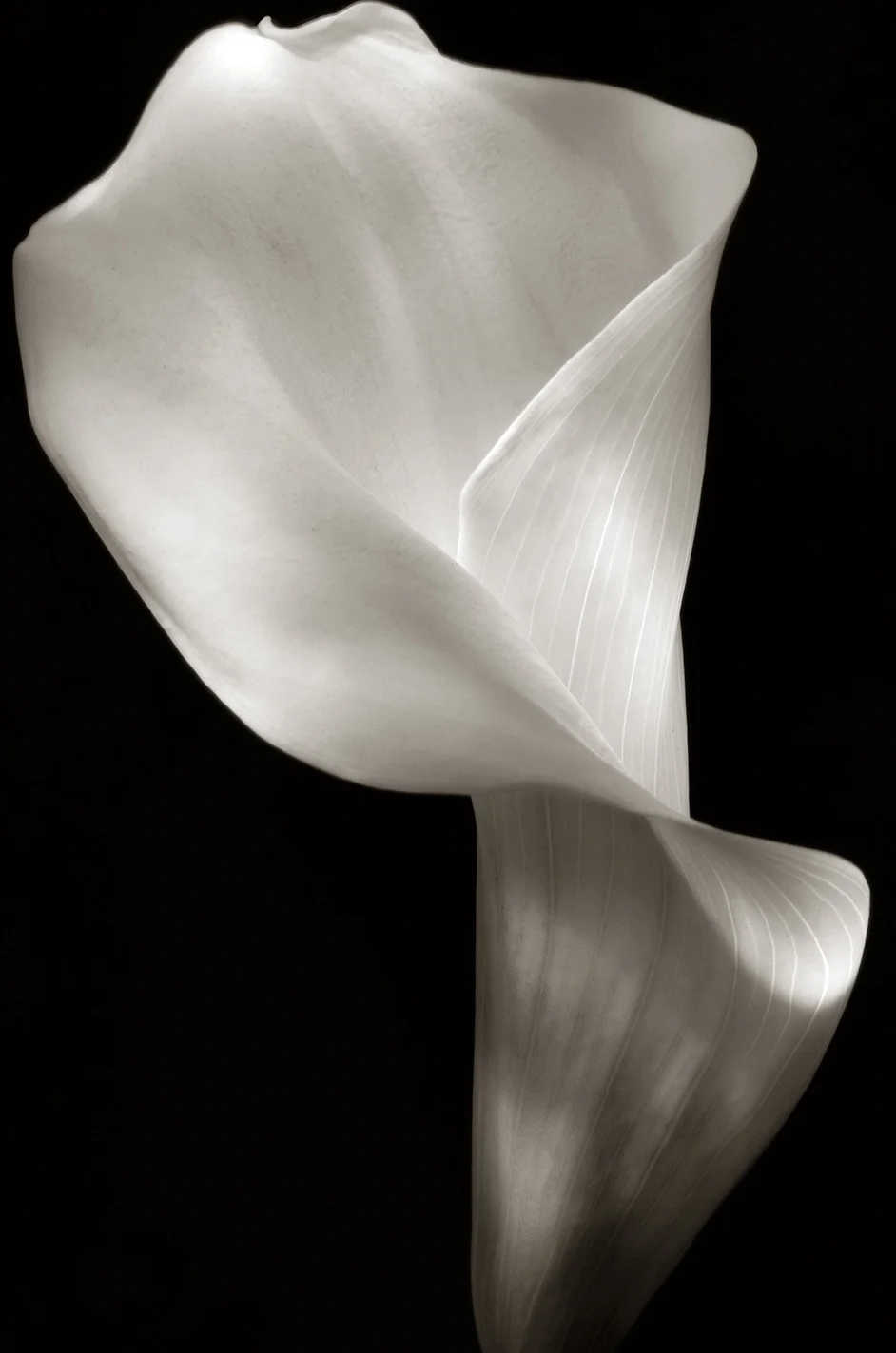 Mark Jenkins Prints and Biography — Warnock Fine Arts