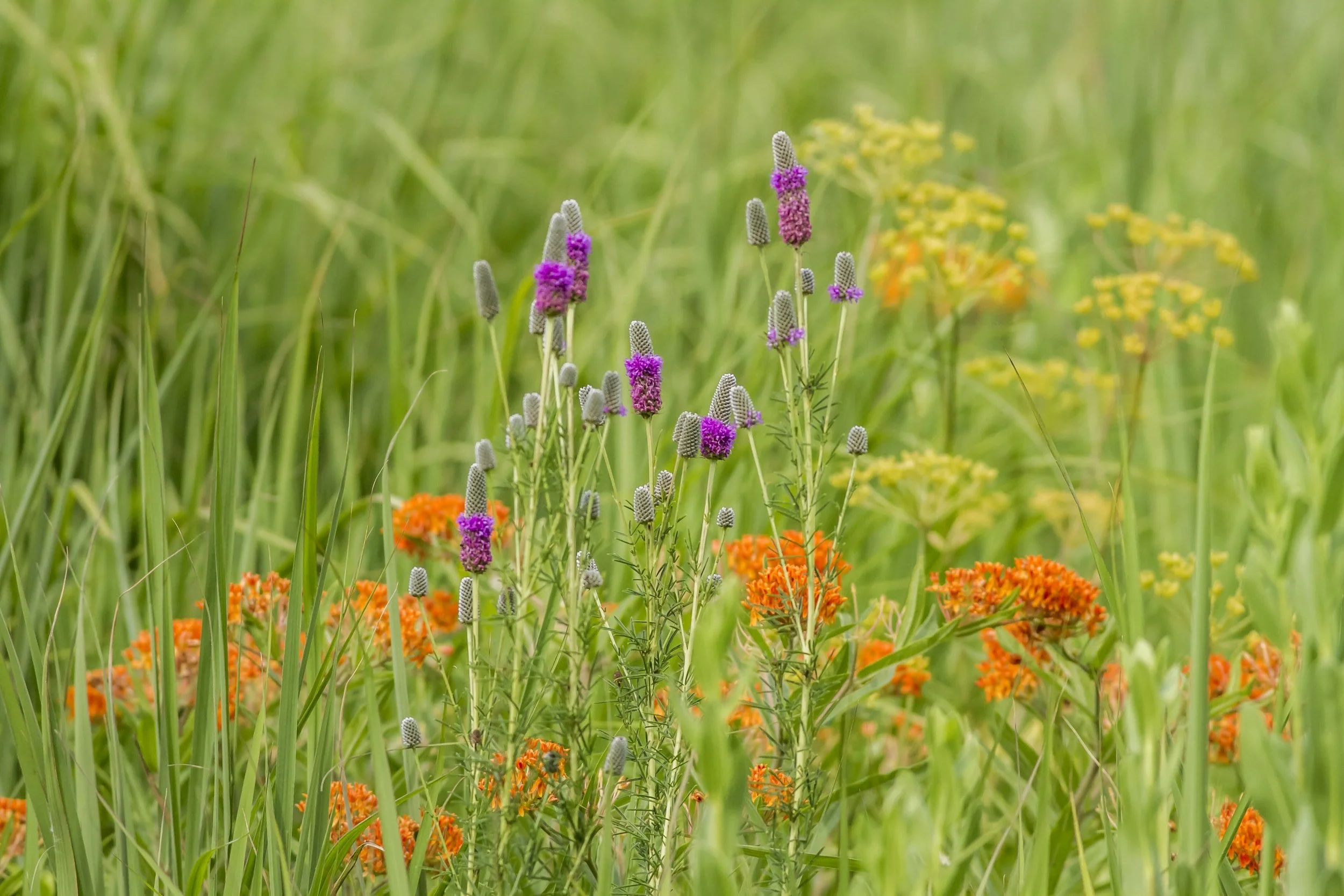 The CSR Theory | Landscaping Services | North Denver
