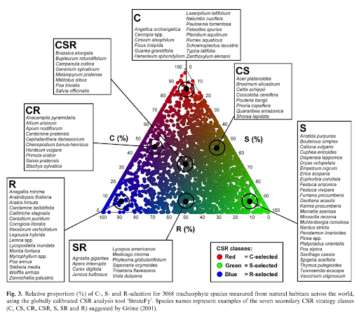 The CSR Theory | Landscaping Services | North Denver