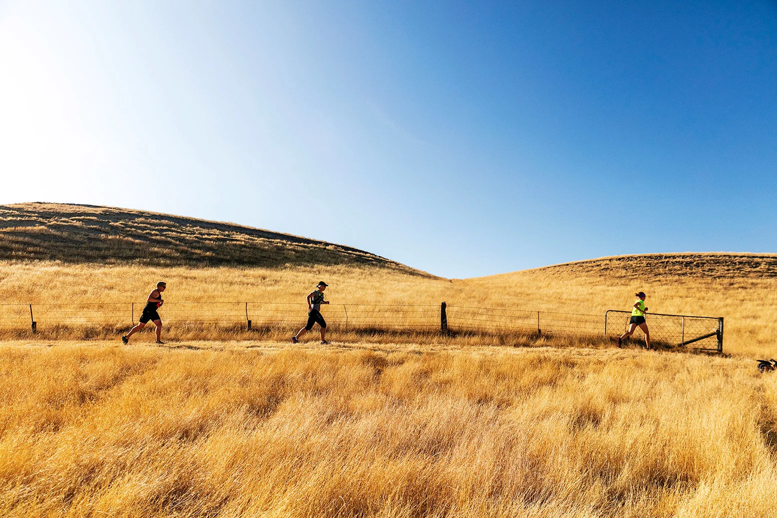 Gallery 2020 — Pegasus Bay Vine Run