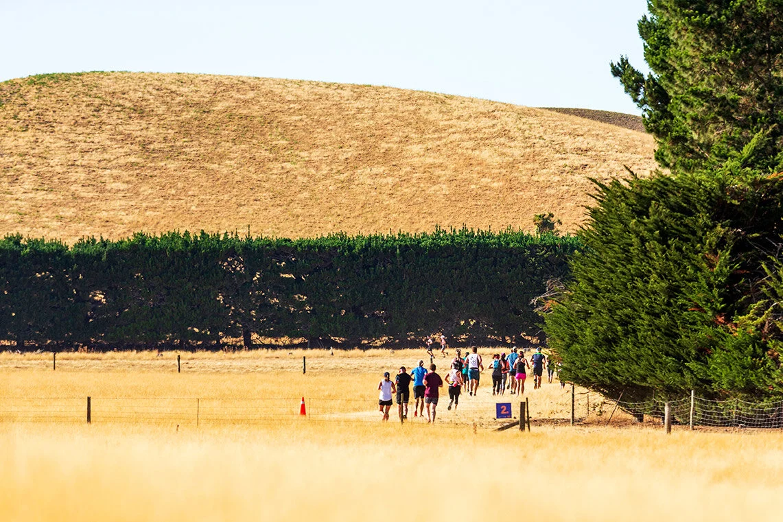 Gallery 2020 — Pegasus Bay Vine Run