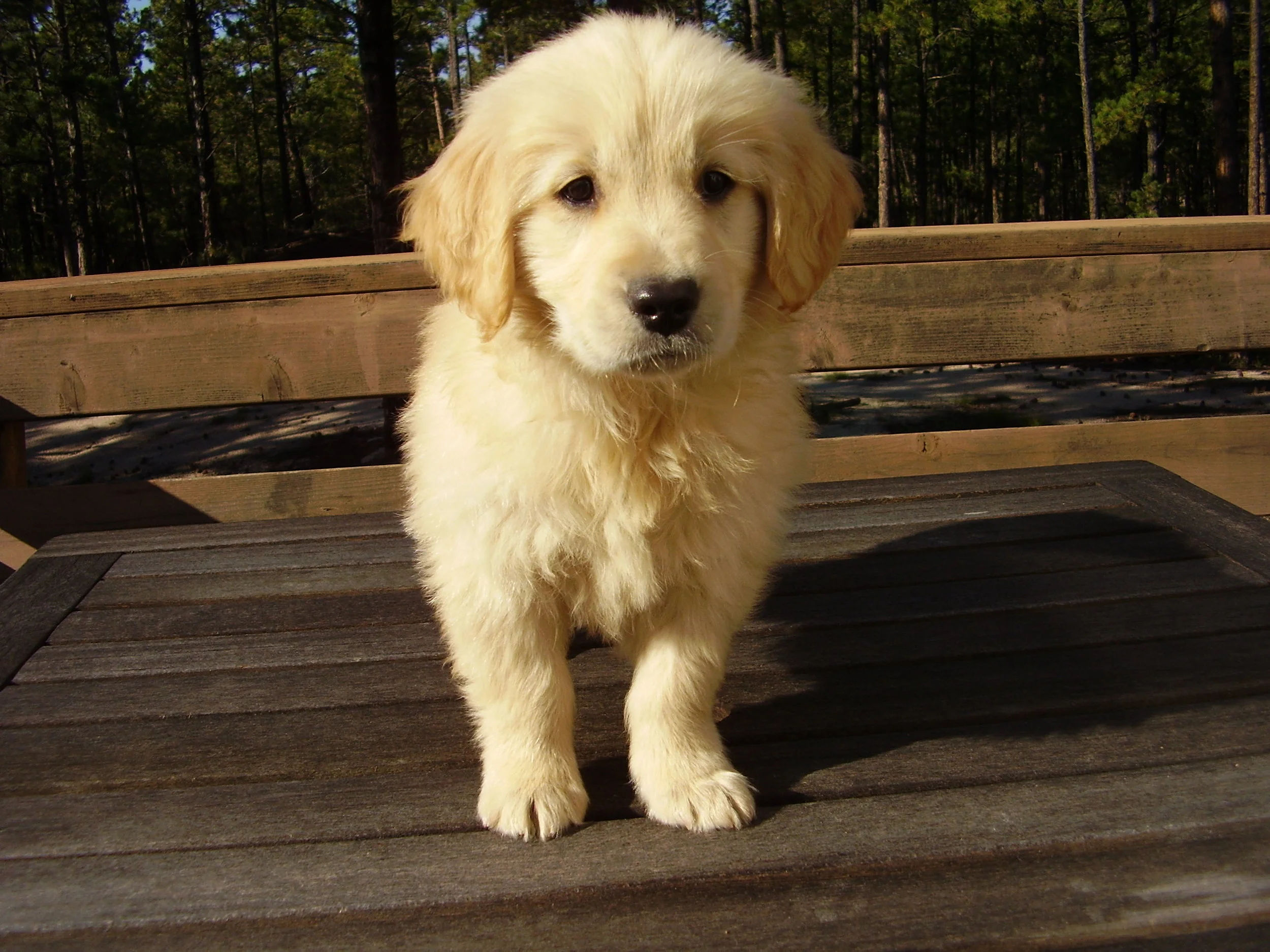 Classic Pups — Mountain Pine Goldens
