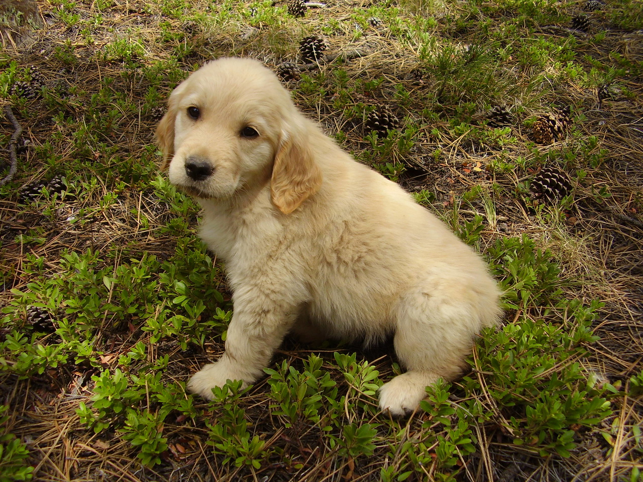 Classic Pups — Mountain Pine Goldens