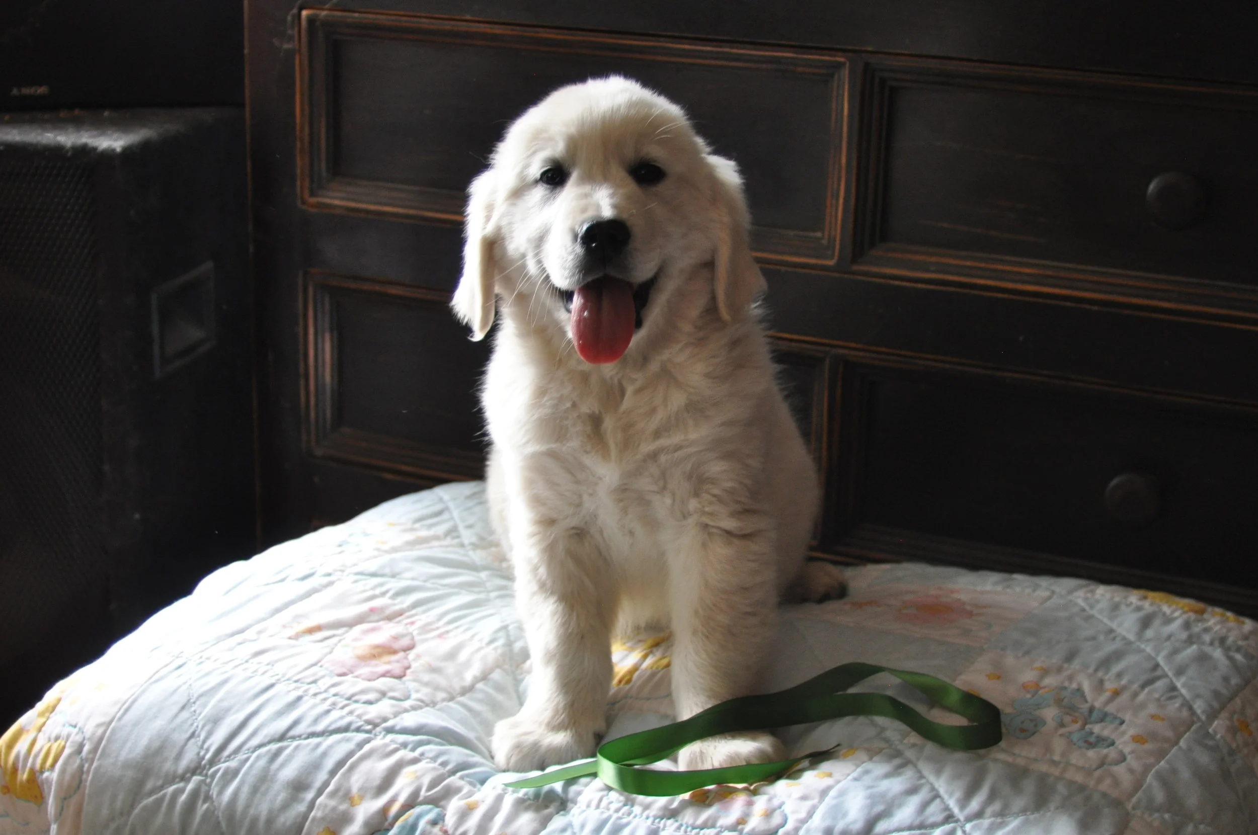 European Cream Golden Retriever Puppies — Mountain Pine Goldens