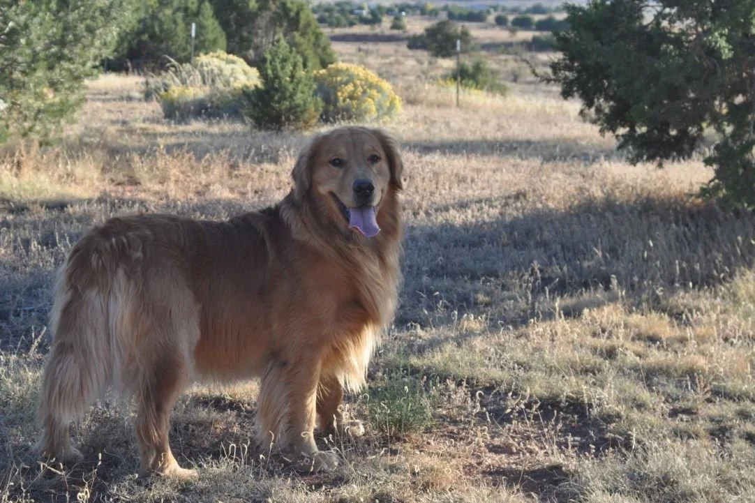 Mountain Pine Goldens