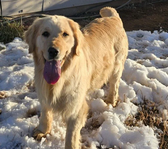 Classic Pups — Mountain Pine Goldens