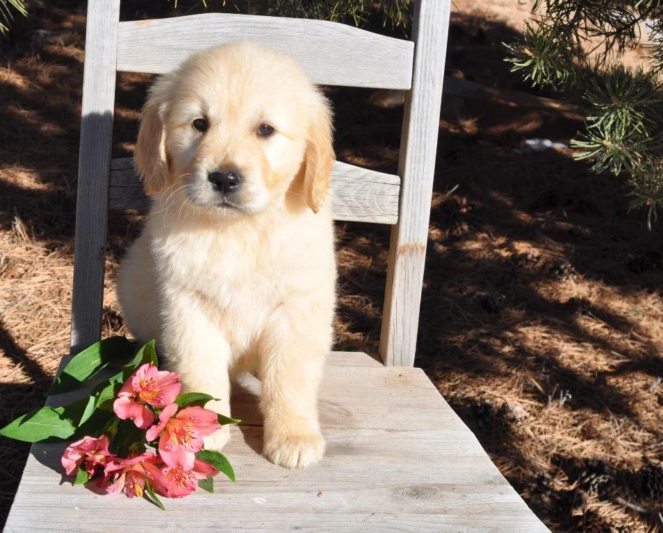 Mountain Pine Goldens