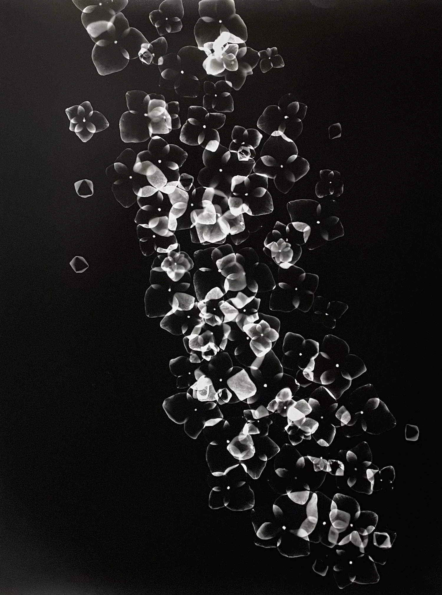 Hitoki Koyama — Contemporary Art Collectors