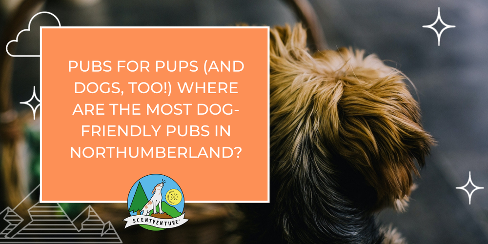 Best Pubs for Dogs in Northumberland — Dogwood Adventure Play