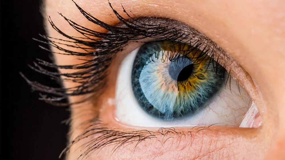 International Iridology Practitioners Association