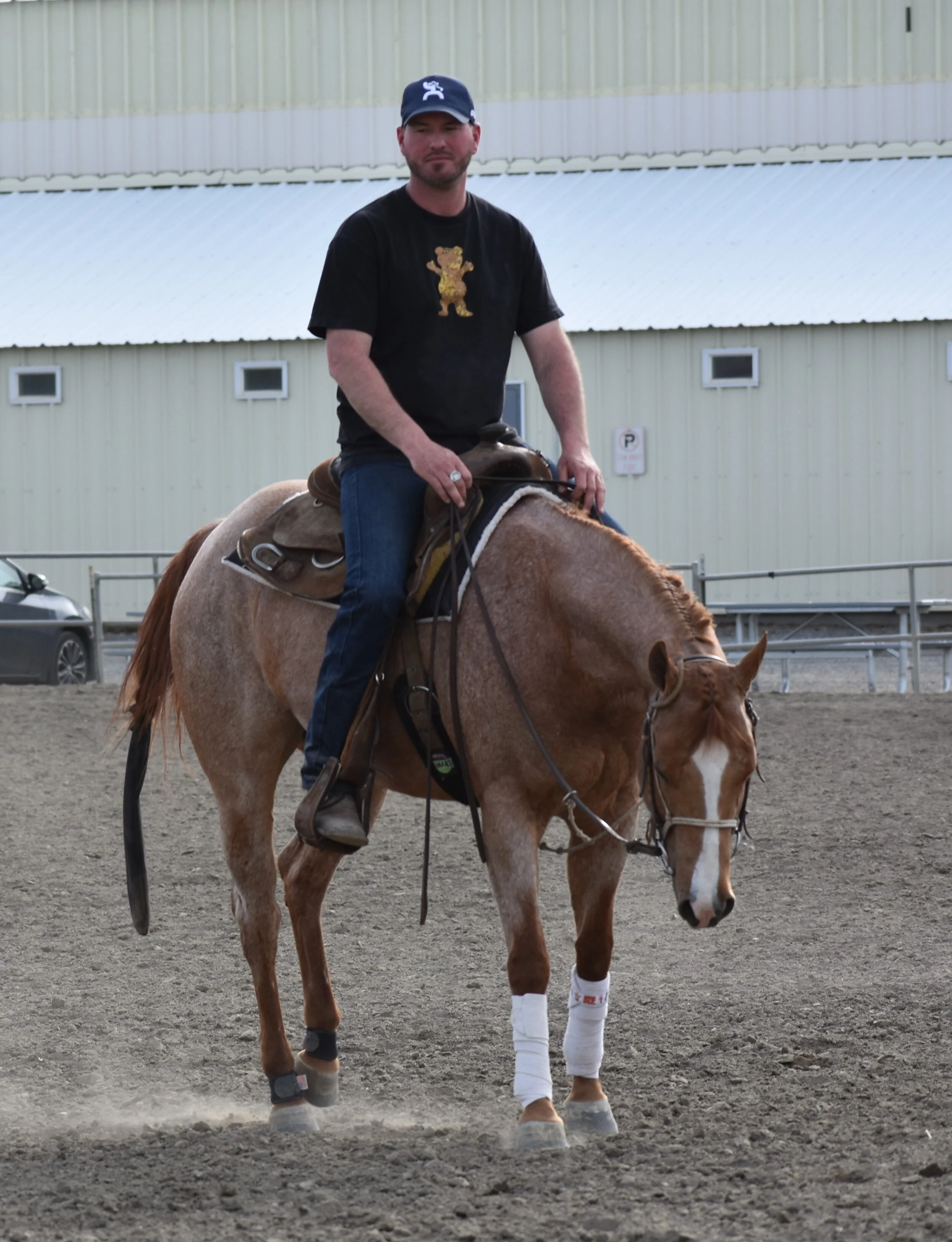 About — Precision Performance Horses