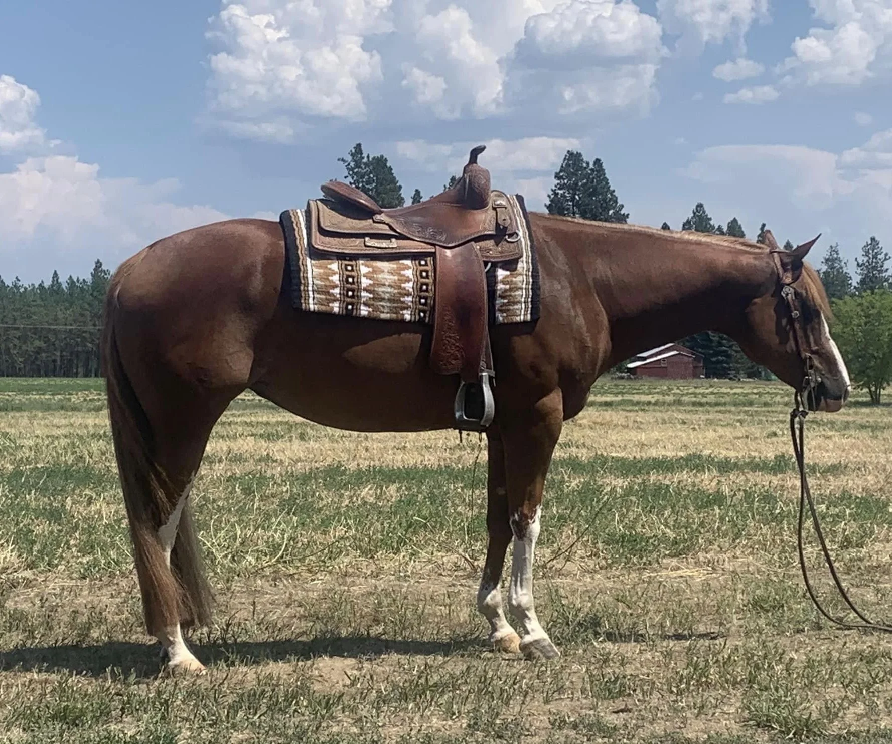 Sale Horses — Precision Performance Horses