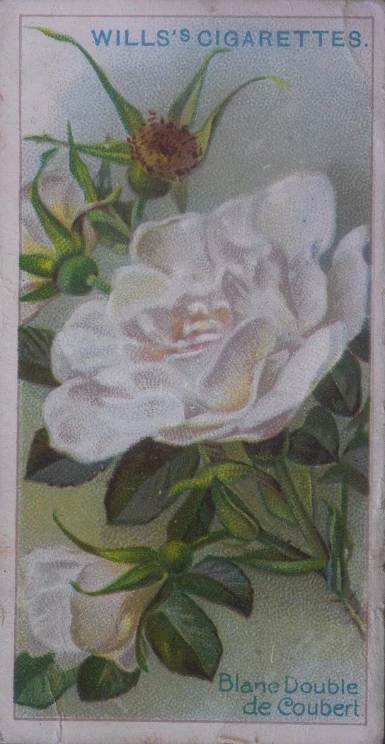 Dean Reynolds Hole: King of the Roses — Rochester Cathedral