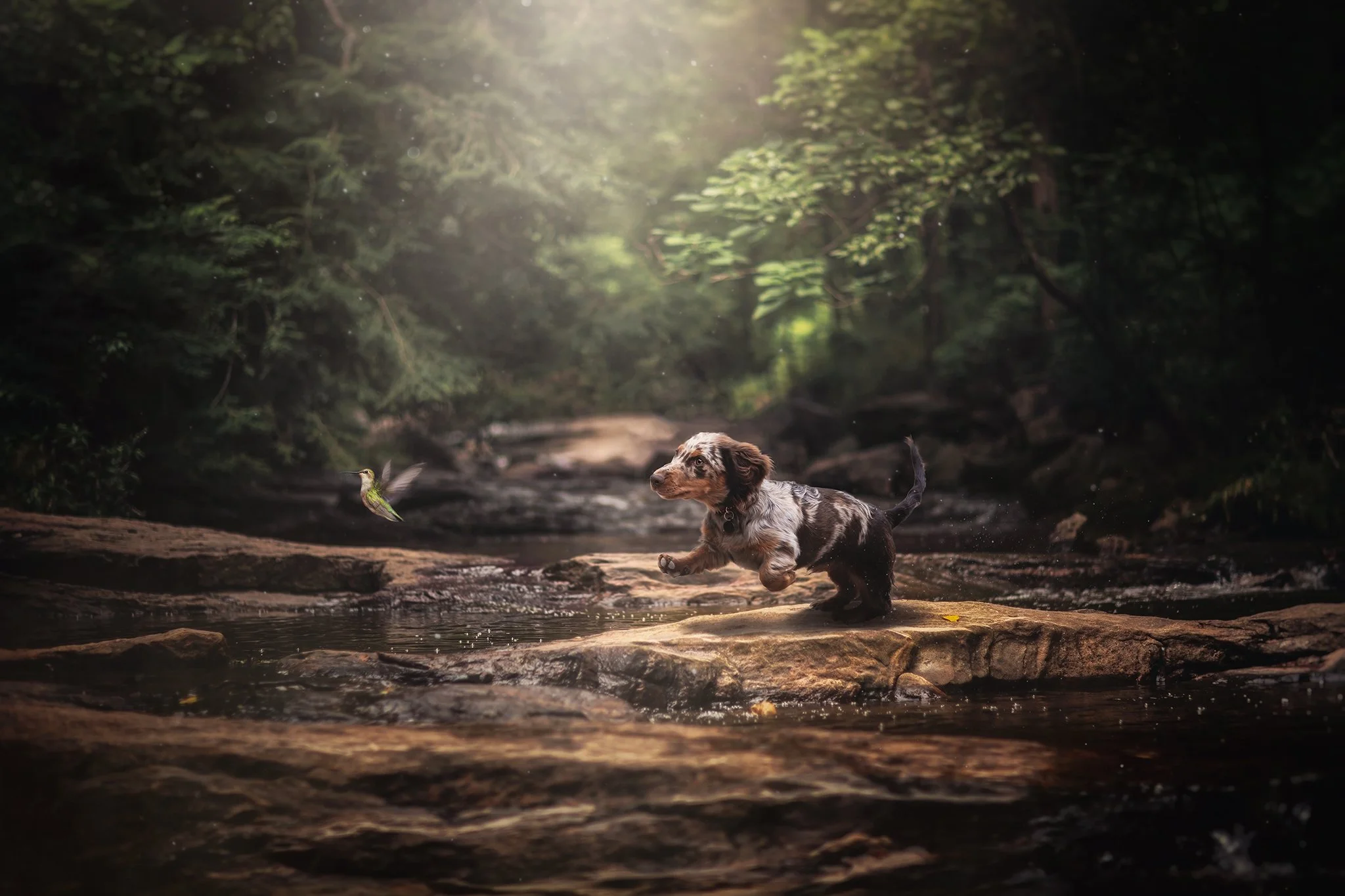 "Paws & Claws" Dog and Pet Photography - Melbourne, Australia