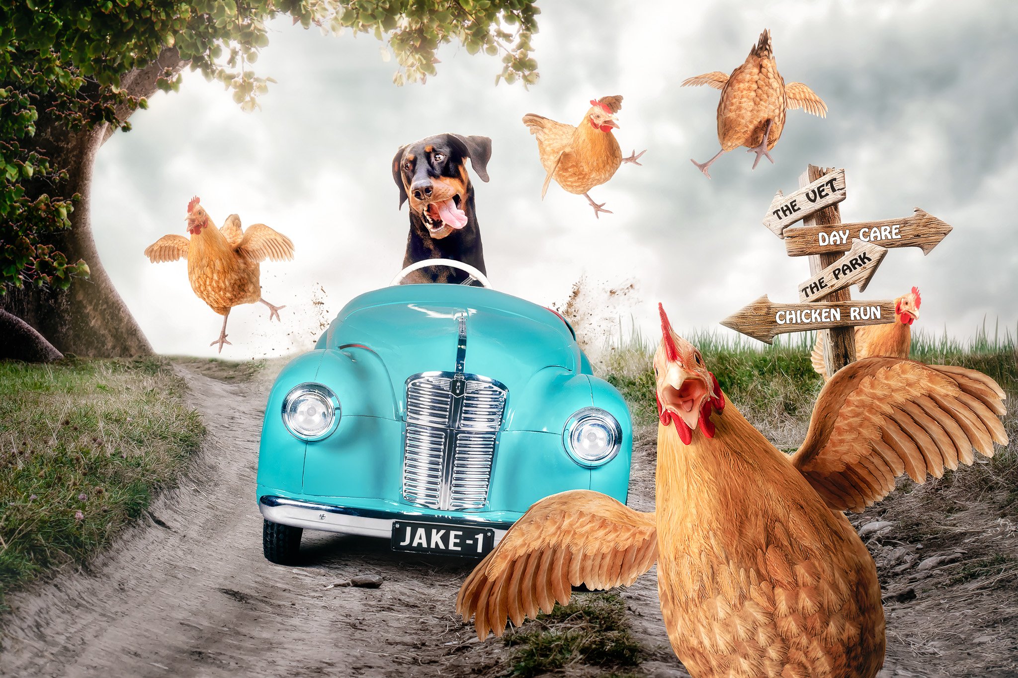 "Paws & Claws" Dog and Pet Photography - Melbourne, Australia