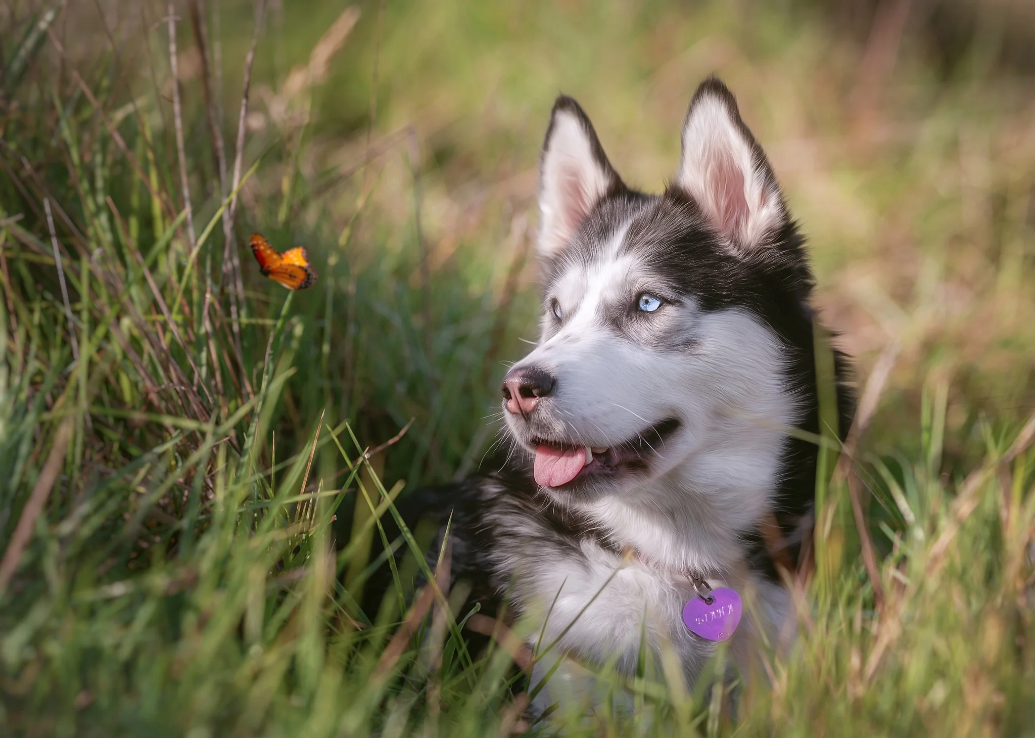 "Paws & Claws" Dog and Pet Photography - Melbourne, Australia