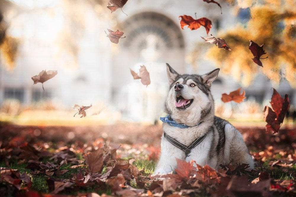 Paul Tadday - "Paws & Claws" Dog and Pet Photography - Melbourne, Australia