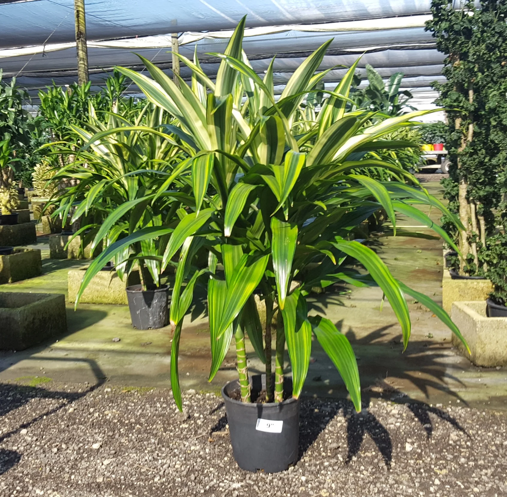 Hawaiian Gallery — Berneckers